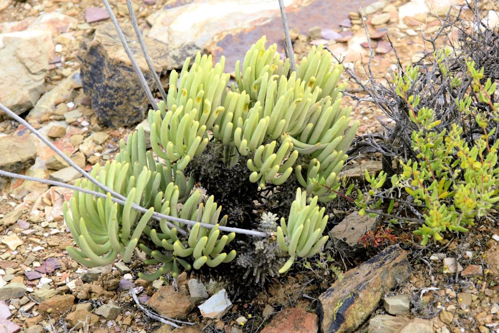 African Succulent Plants – Tylecodon - Dennis Cathcart